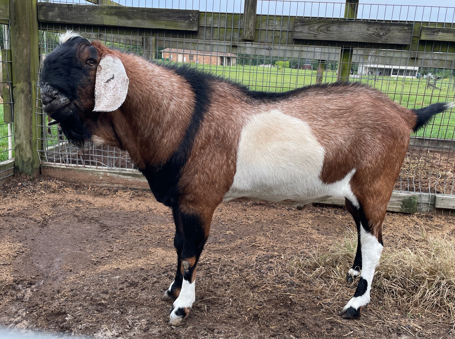 *B Briarcrest AE Marina Del Rio – Briarcrest Farm